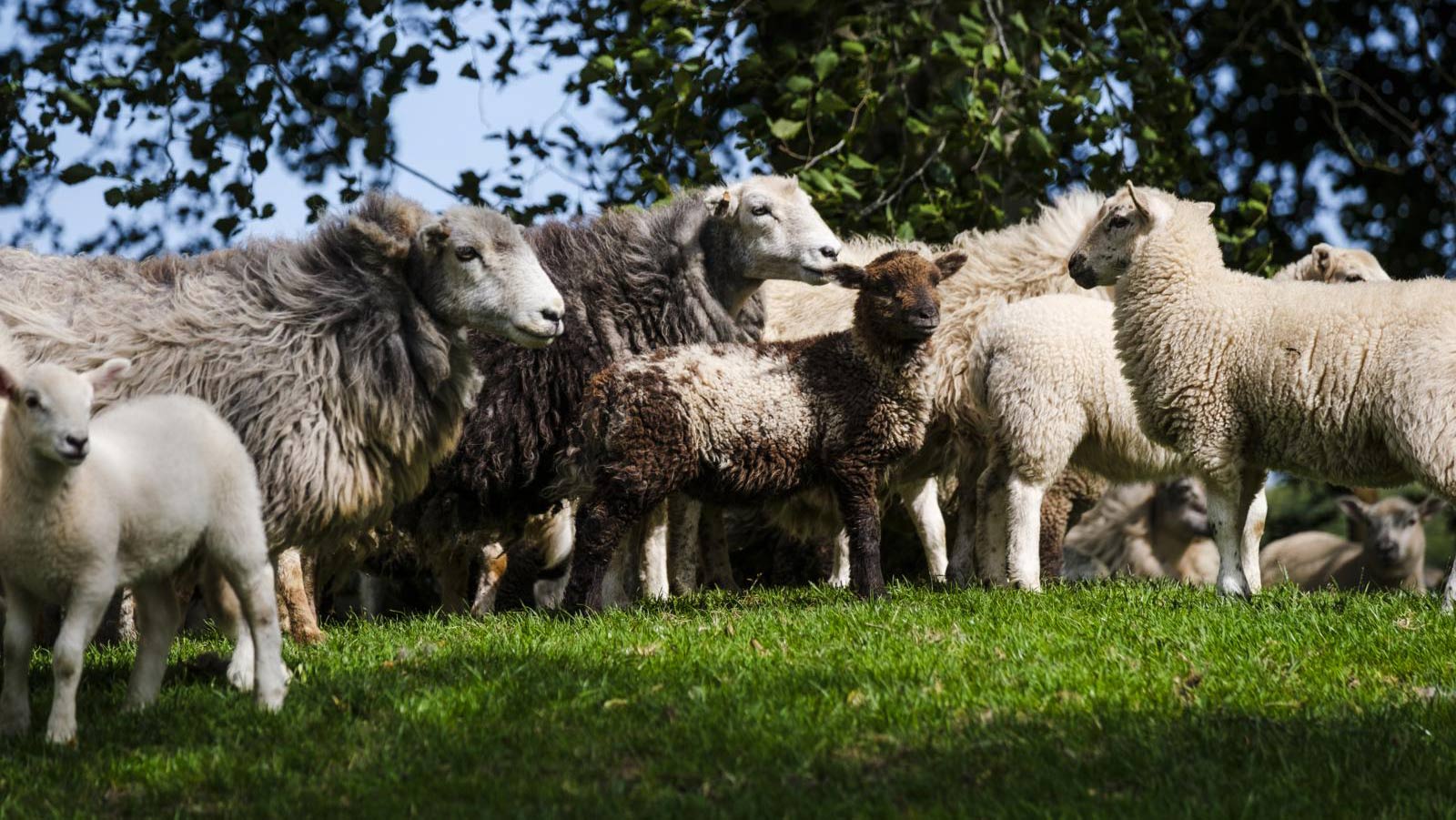 How Ayrshire hill farm runs sheep for £11 a ewe - Farmers Weekly