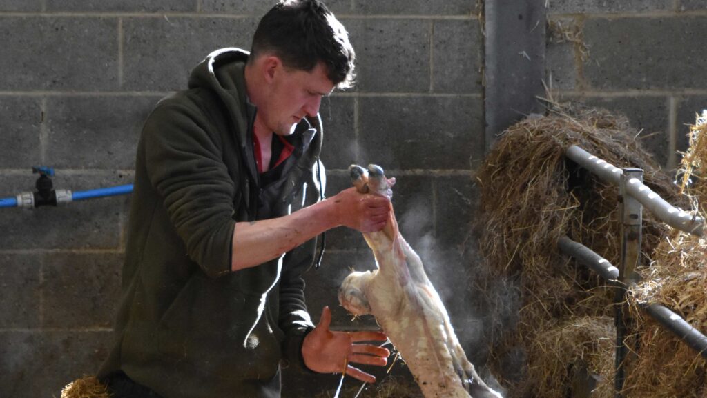 Photo of the Week: Jack lends a hand to Daylesford's Lleyn ewe ...