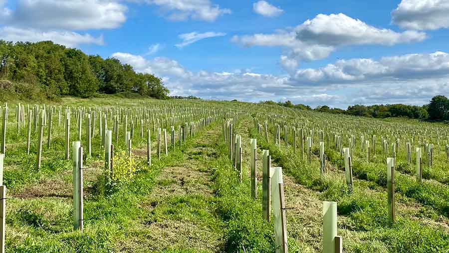 Budget boost for nature-based projects on marginal land - Farmers Weekly