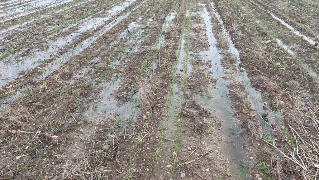 Wet weather forces complex cropping decisions for agronomist - Farmers ...