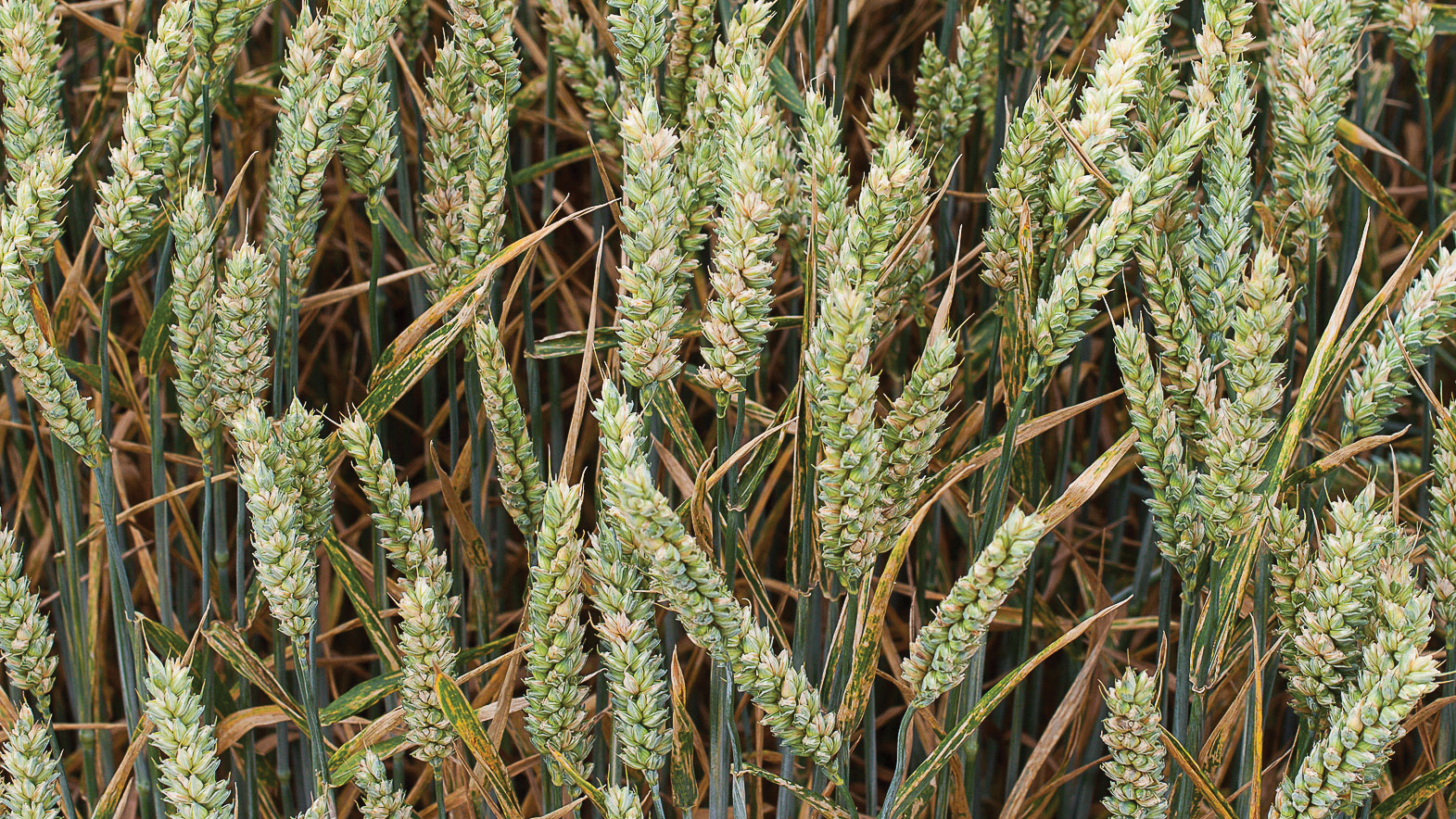 What makes the ideal wheat variety for regenerative farming? - Farmers ...