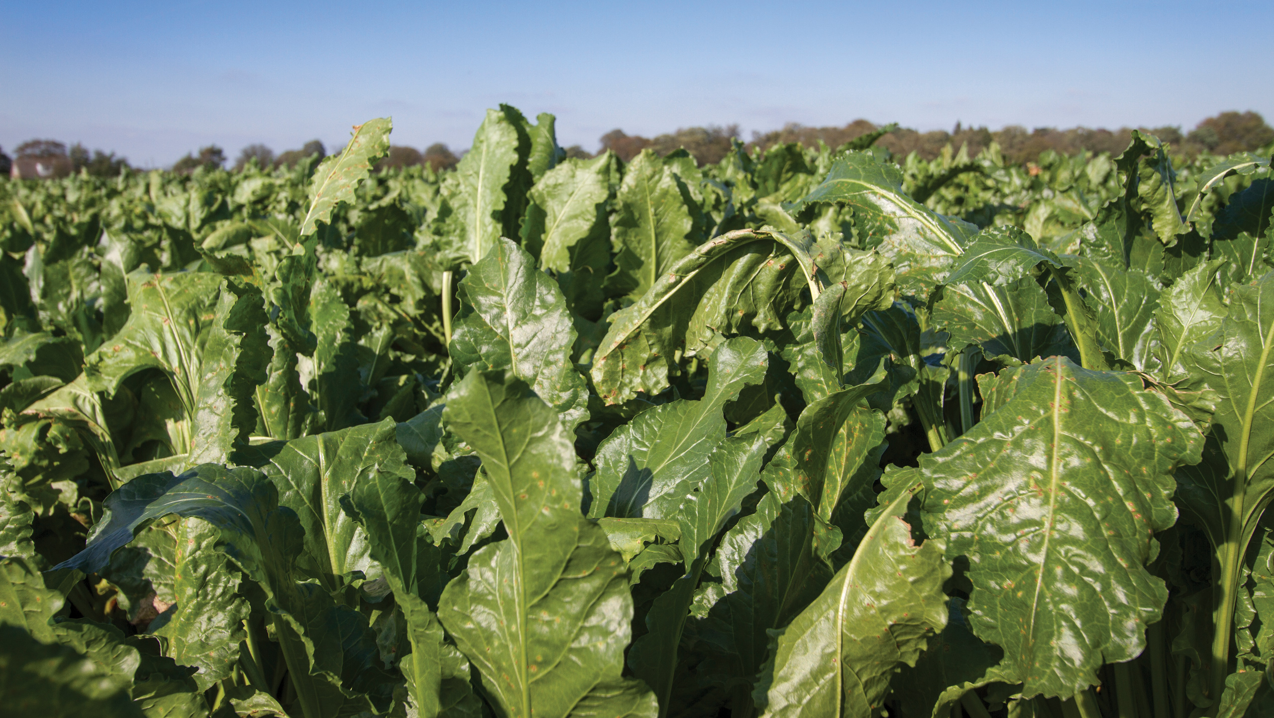 Sugar Beet Field