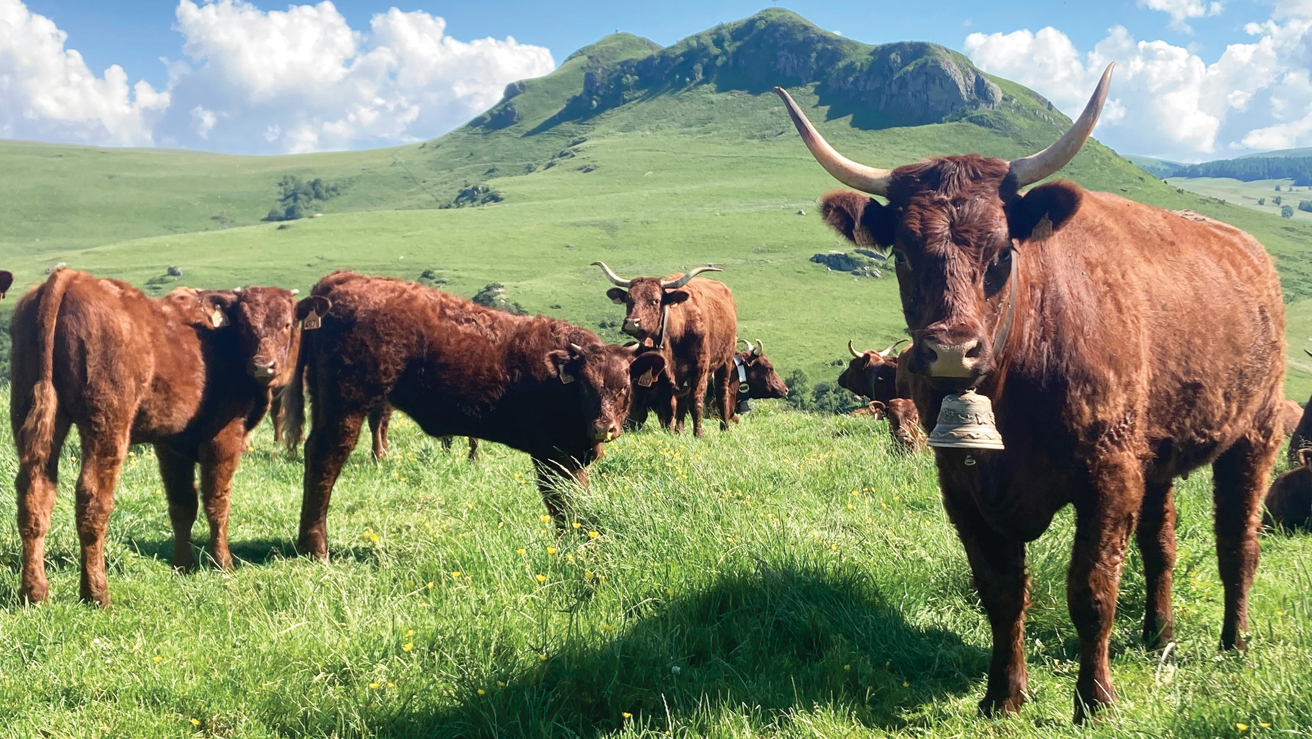 Saler Cattle Salers Cattle For Sale | SellMyLivestock The Online