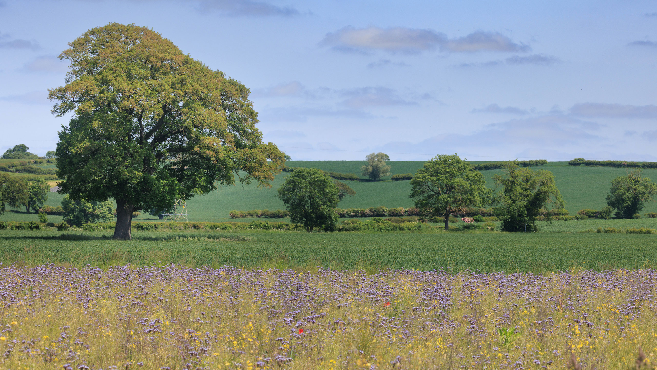 About Sfi Sfi Utbildningsguiden