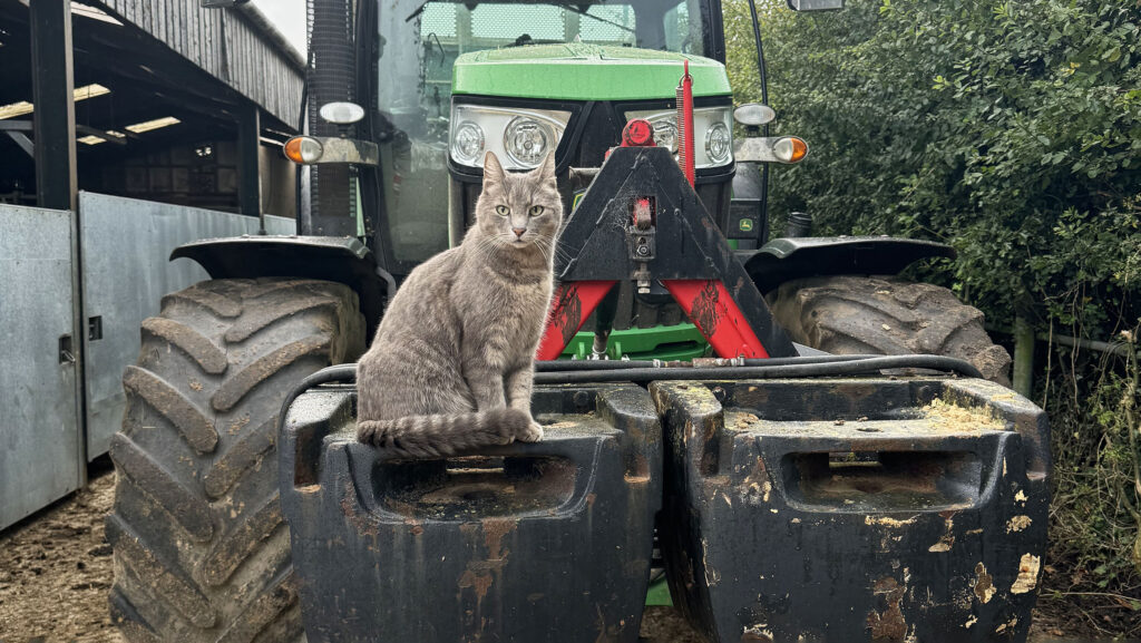 Photo of the Week: Feline farm security - Farmers Weekly
