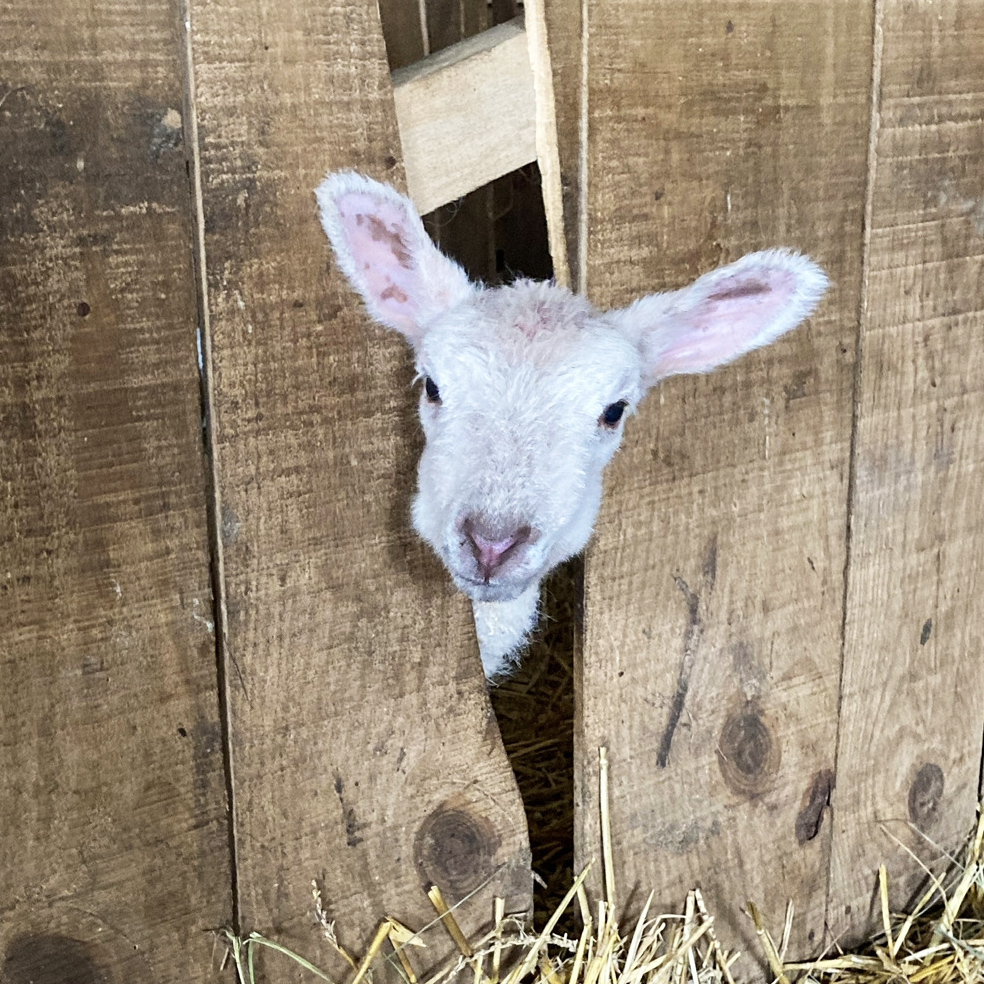 Lambing 2025 - Farmers Weekly
