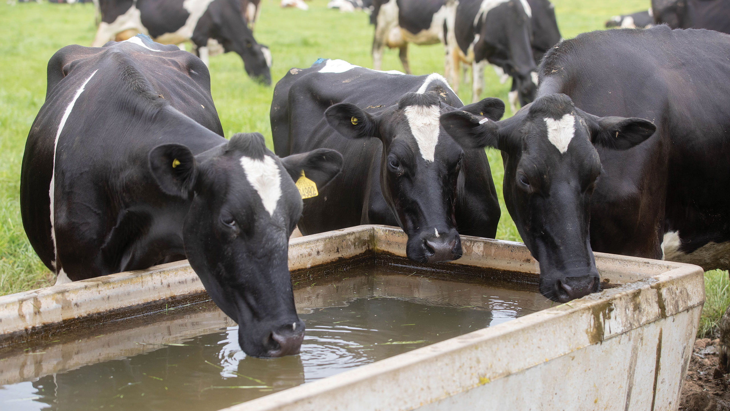 Dairy Cow Water