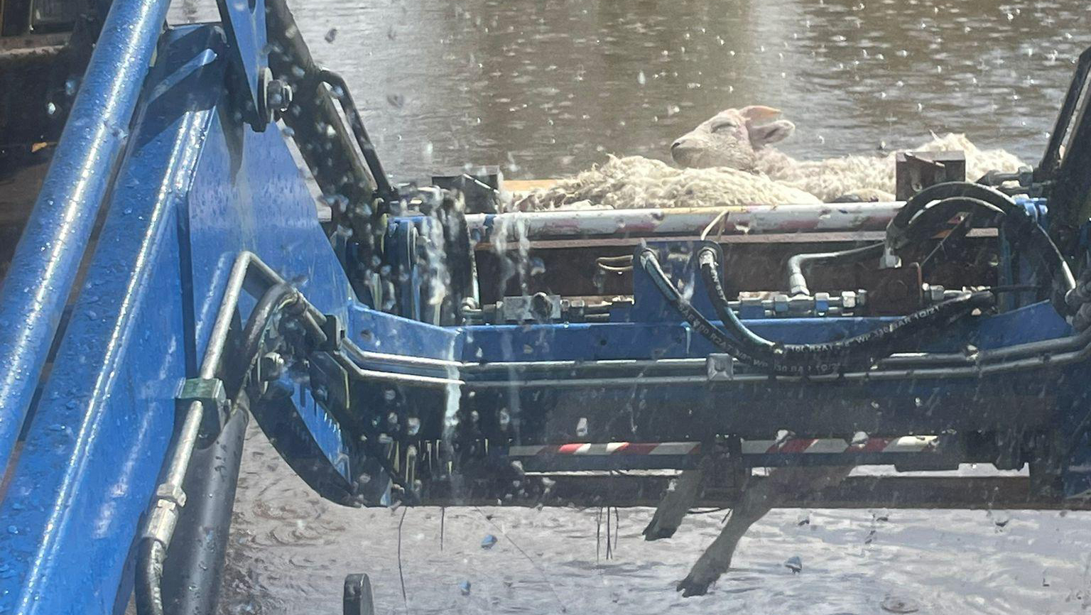 Video: 300 Welsh sheep drown as river rises suddenly - Farmers Weekly
