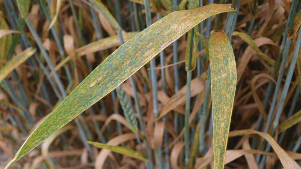 Advice on fungicide choice to slow wheat disease resistance - Farmers ...