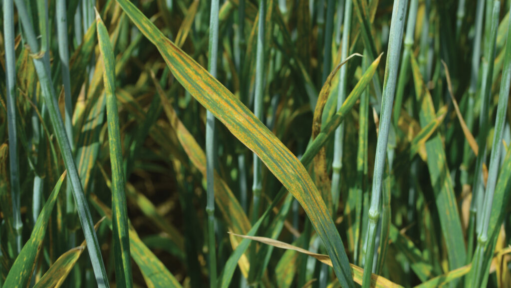 Advice on fungicide choice to slow wheat disease resistance - Farmers ...
