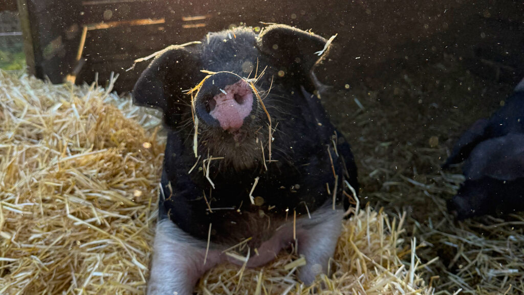 Photo of the Week: Happy as a pig in straw - Farmers Weekly