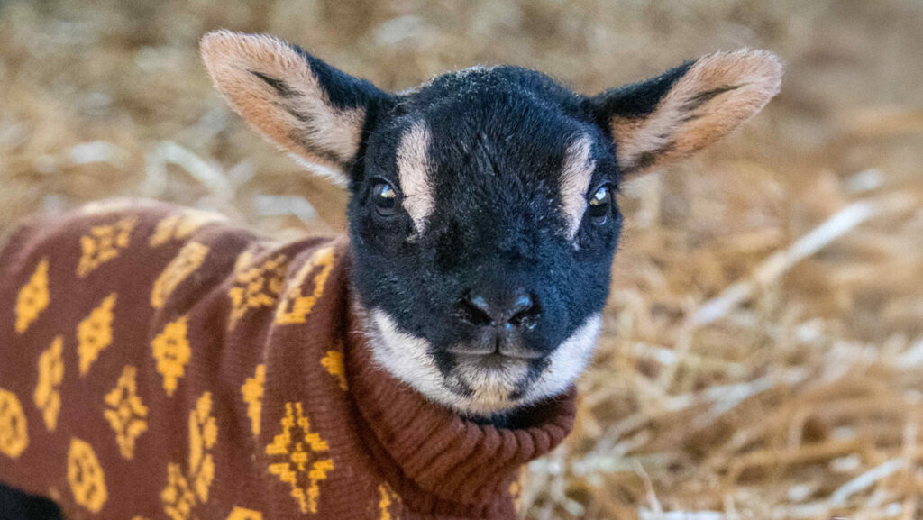 Photo of the Week: Honey sports natty jumper to keep warm - Farmers Weekly