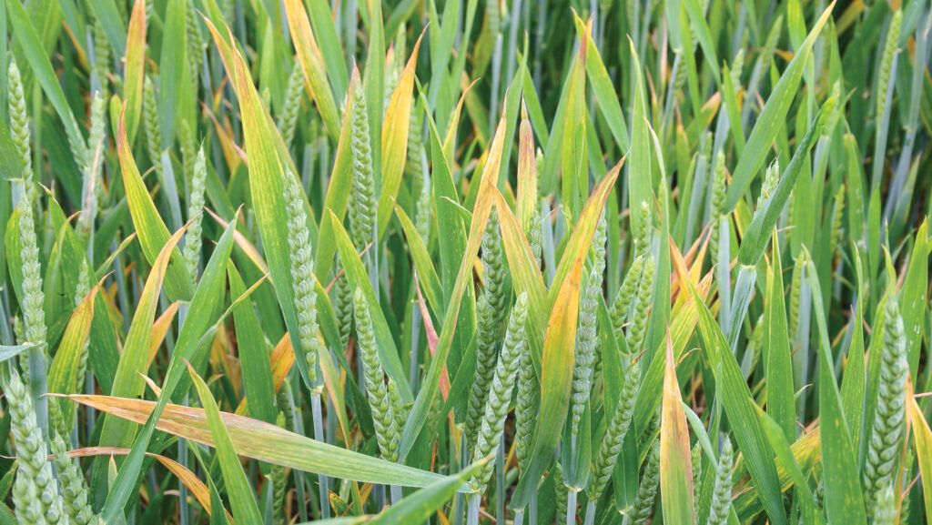 Cereals 2026: BYDV breeding efforts start to bring rewards - Farmers Weekly