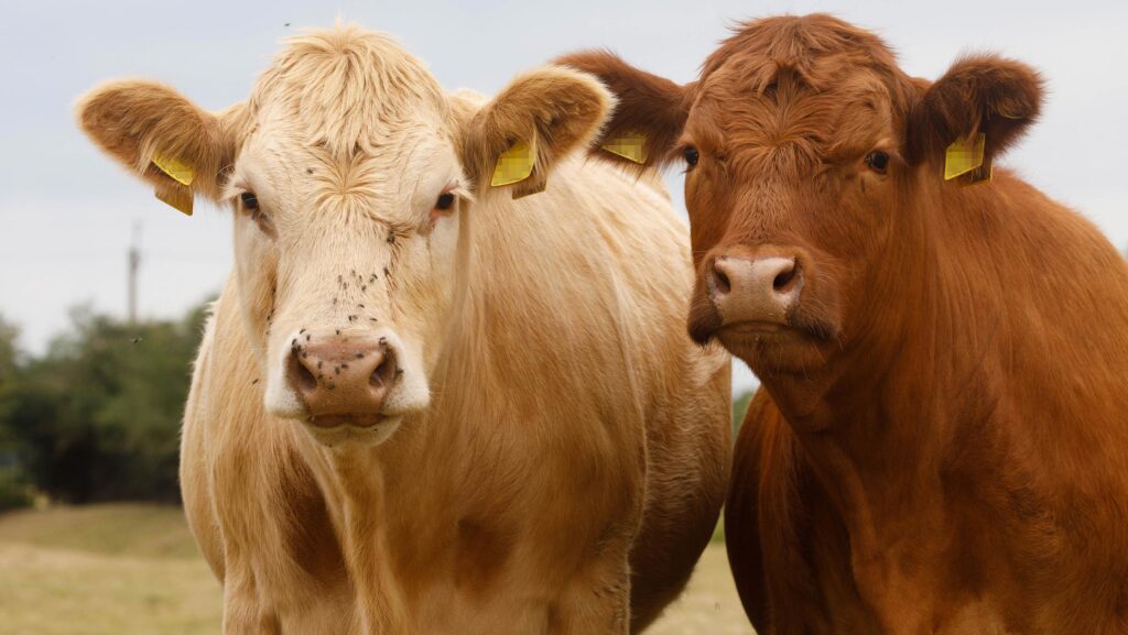 TB cattle vaccine set for rollout by 2030 in England - Farmers Weekly