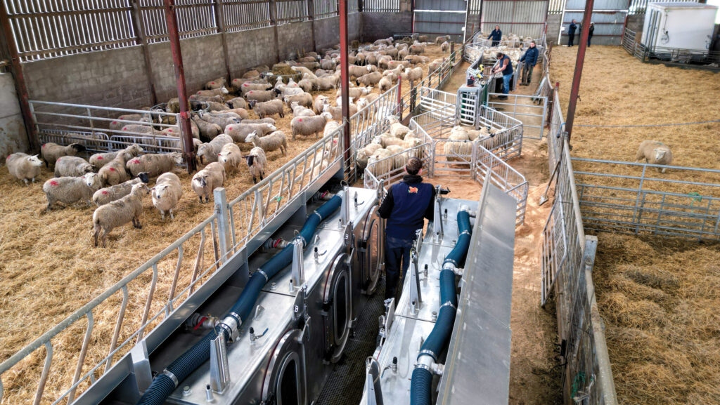 New breeding tools target flock efficiency and methane output - Farmers ...