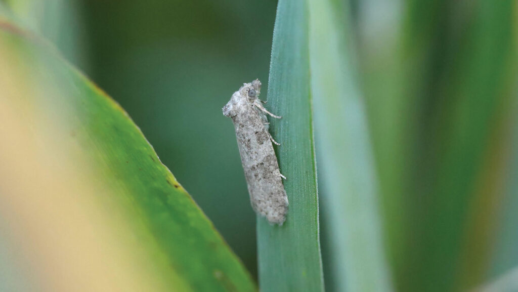 Crop Watch: Late beet emergence and cereal leaf roller moth - Farmers ...