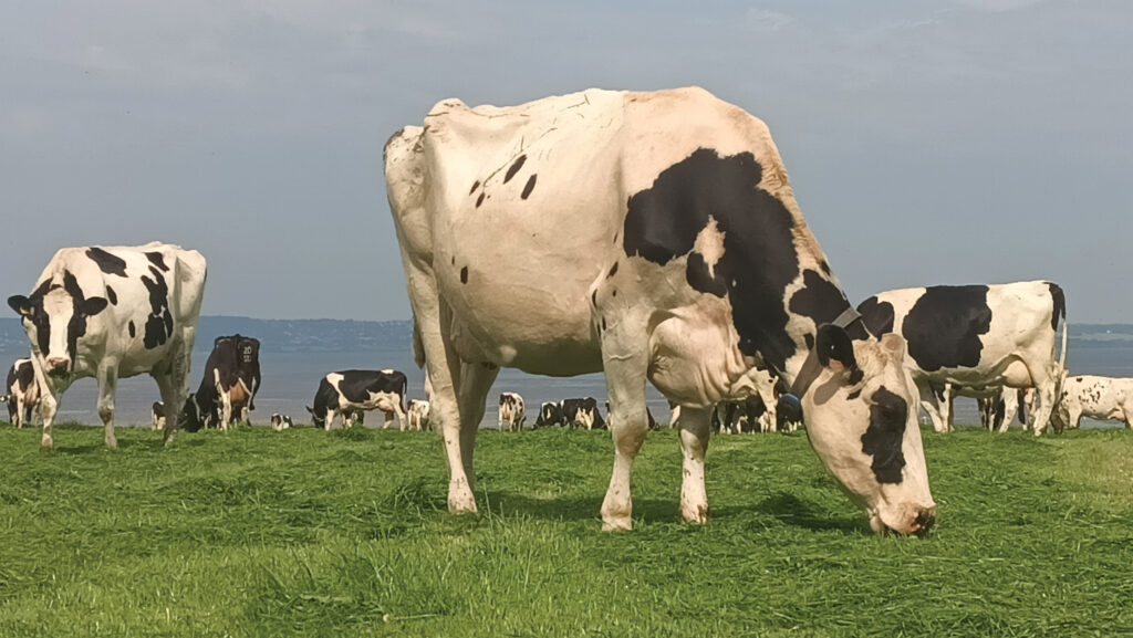 How bulk milk sampling tech helped slash mastitis cases - Farmers Weekly