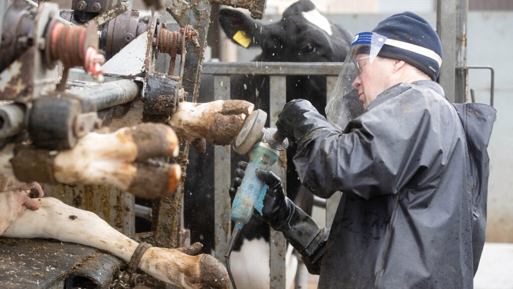 Farmers urged to share hoof health data to cut lameness - Farmers Weekly