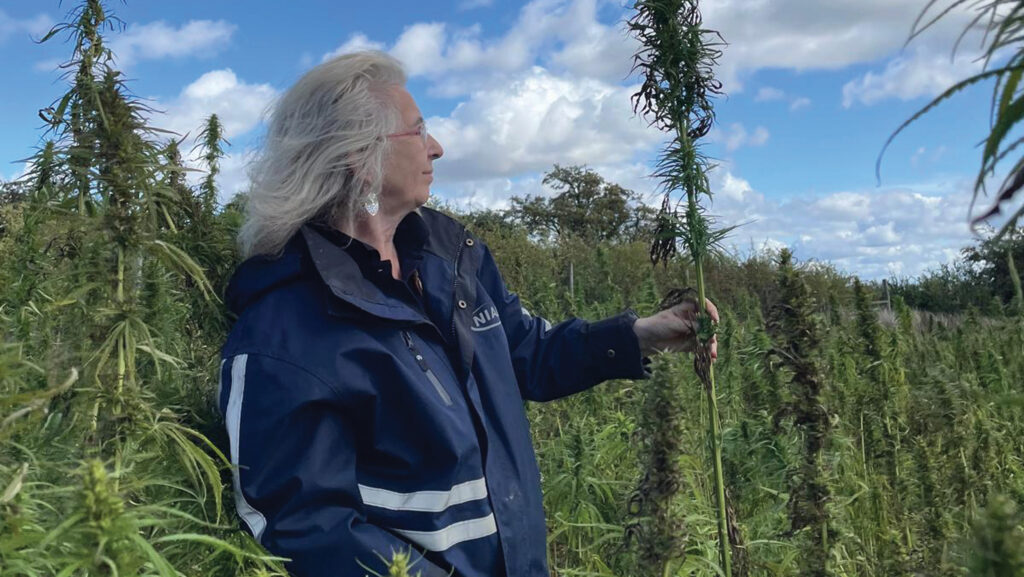 Project investigates feasibility of combinable hemp - Farmers Weekly