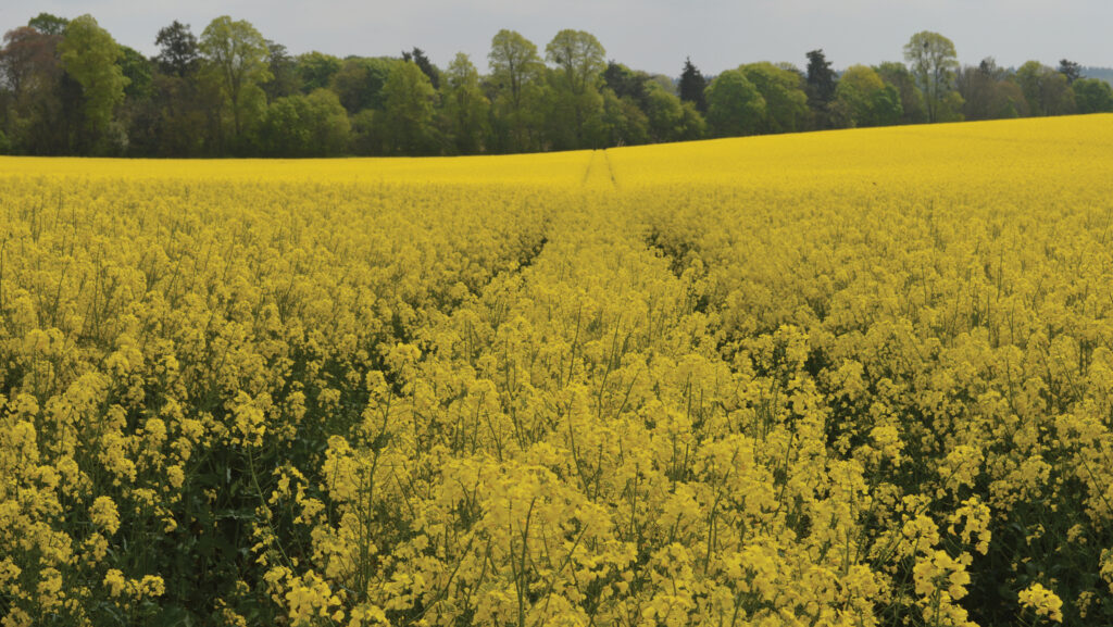 Cereals 2026: OSR area predicted to be 15% up next season - Farmers Weekly