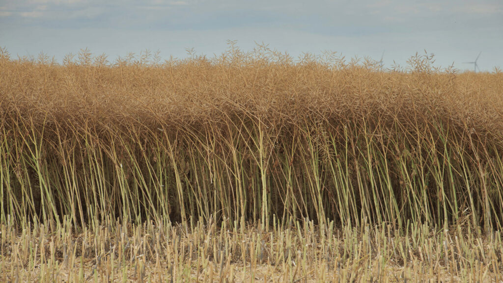 GB OSR and wheat areas recover ahead of harvest - Farmers Weekly