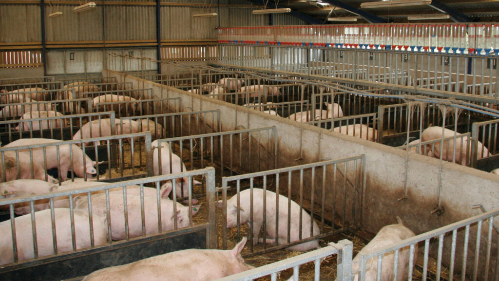 Why pig housing upgrades could unlock major efficiency gains - Farmers ...
