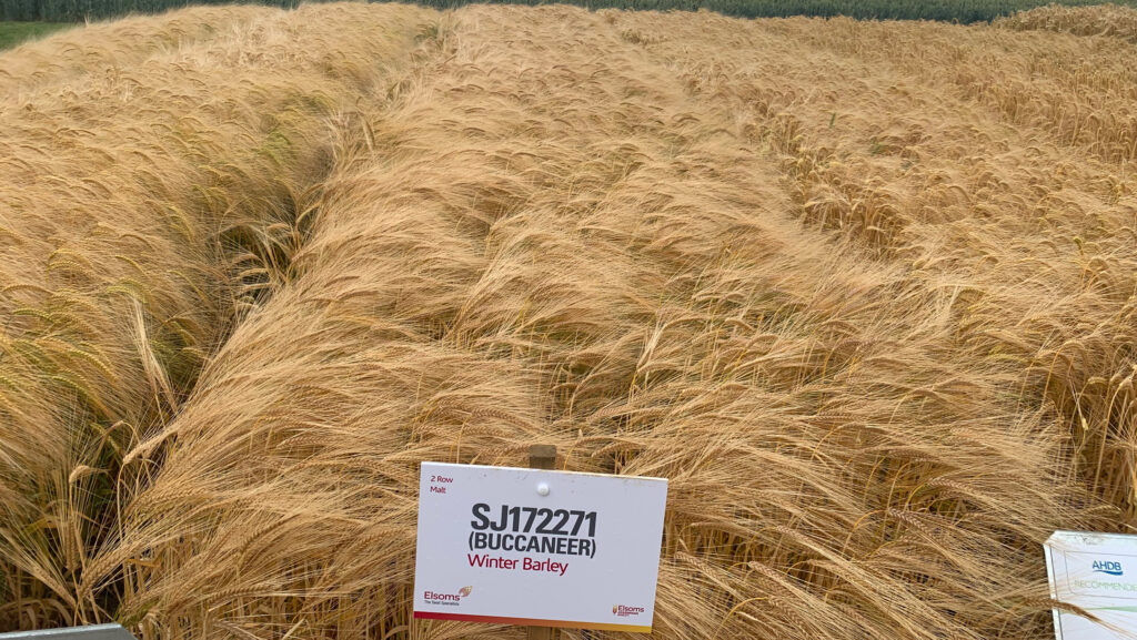 Winter malting barley impresses growers and maltsters - Farmers Weekly
