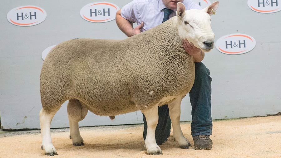 All averages up, Lockerbie and Thurso Cheviots to 5,000gns - Farmers Weekly