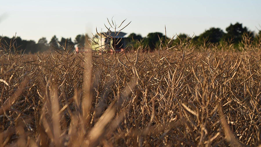 Harvest 2016: Growers fear oilseed rape harvest may be worst for years ...