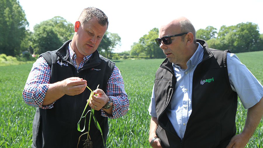 Kent wheat grower aims for two-week gap before T2 spray - Farmers Weekly