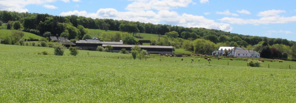 Productive Stock Farm - Property