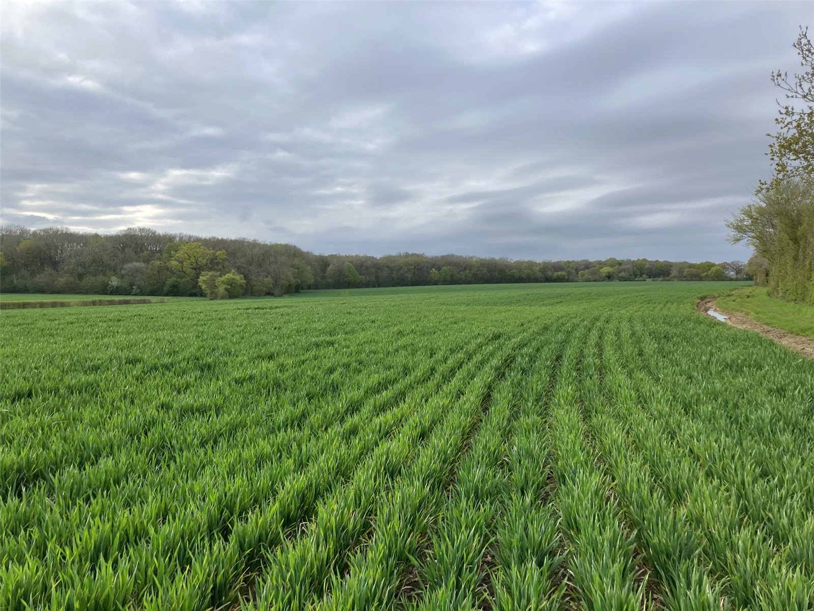 Priors Green, Stisted, Braintree, Essex, CM77 8BP - Property