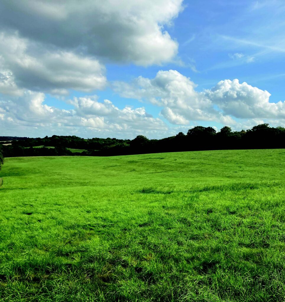 Attractive block of permanent pasture - Property