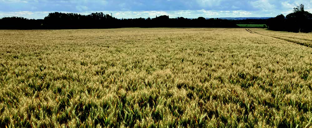 Attractive ring-fenced block of arable land - Property