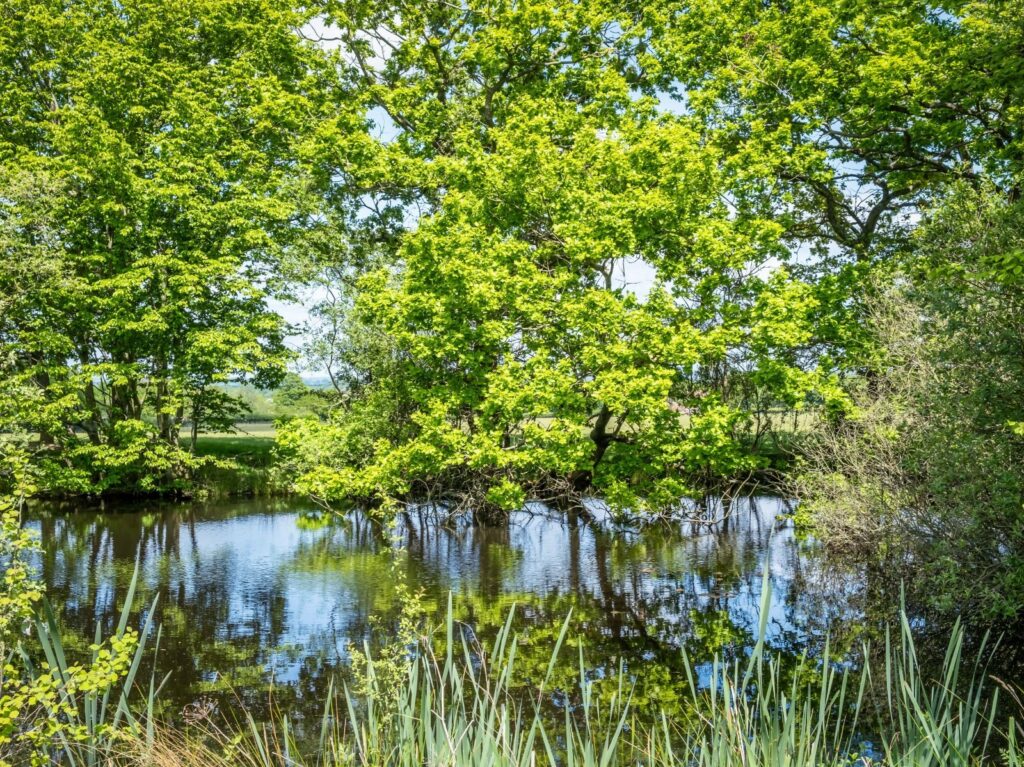 Smarden, Ashford, Kent - Property