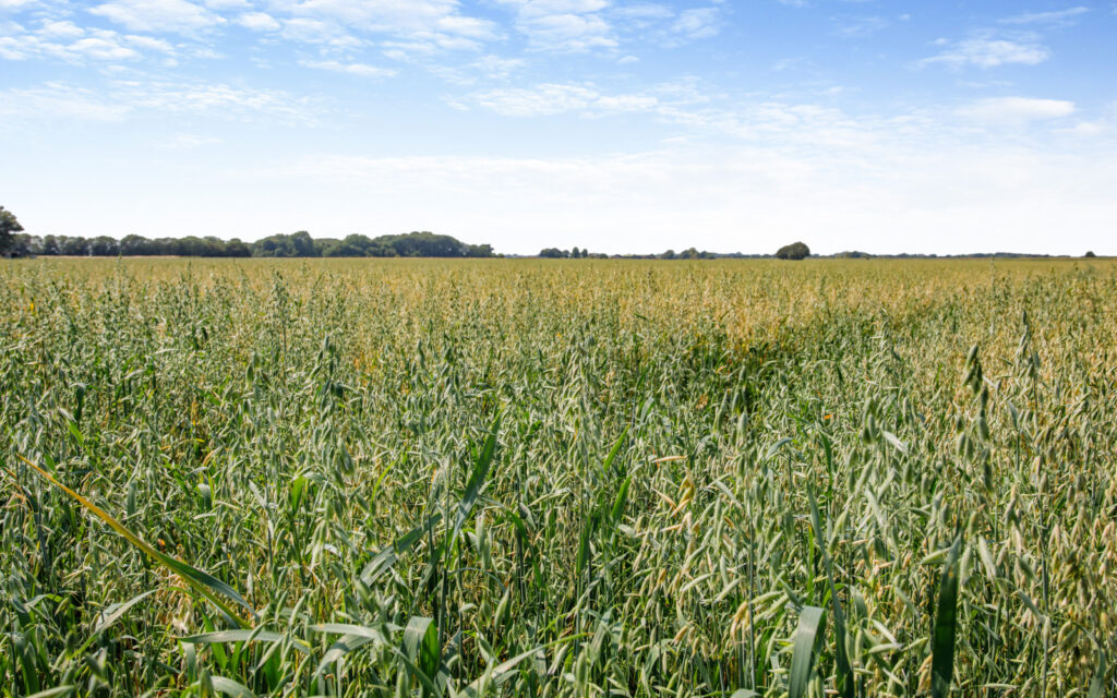 Newborough Estate - Lot 4, Thorney Road, Peterborough, PE6 0AD - Property