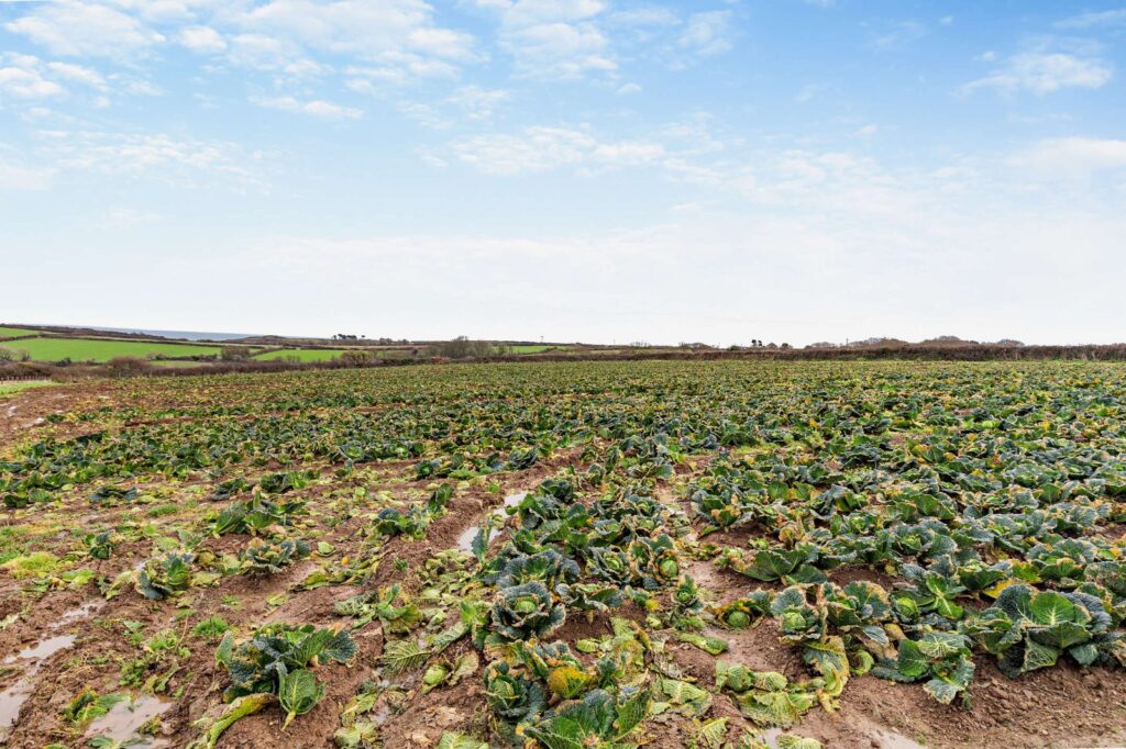 Gillan, Manaccan, Helston, Cornwall - Property