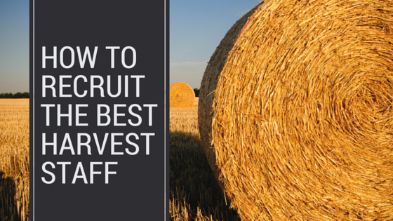 How to recruit the best harvest staff - Media Centre
