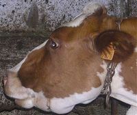 NADIS Cattle & Sheep Health Bulletin – October 2007 - Farmers Weekly