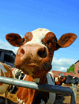 Warning for beef and dairy producers to decide on losing older cattle ...