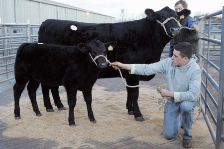Aberdeen Angus females draw the bids in Perth - Farmers Weekly