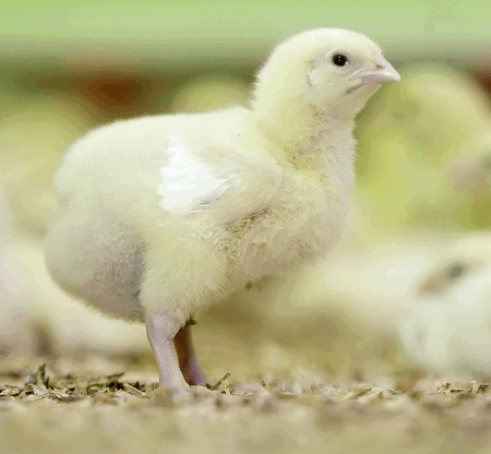 Poultry industry hits back at leg health claims - Farmers Weekly