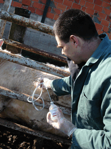 Brussels seeks to tighten blue tongue controls - Farmers Weekly