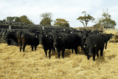 Careful cull cow finishing will help boost returns - Farmers Weekly