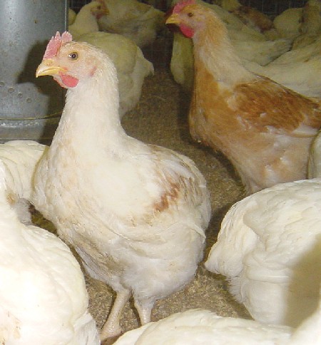 New products at the 2008 Pig and Poultry Fair - Farmers Weekly