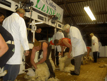 Llysfasi international sheep shearing 7th June, 2008 - Farmers Weekly