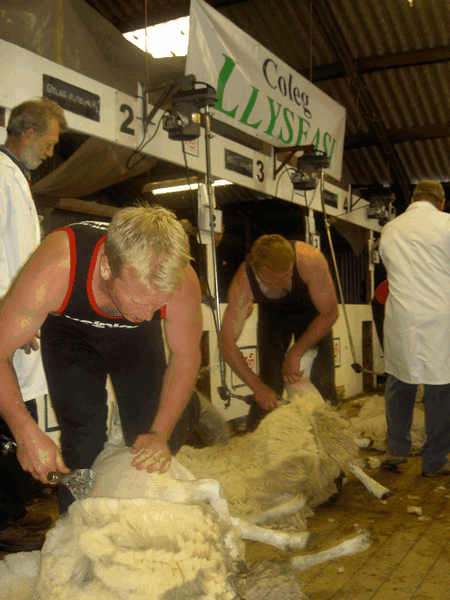 Llysfasi international sheep shearing 7th June, 2008 - Farmers Weekly