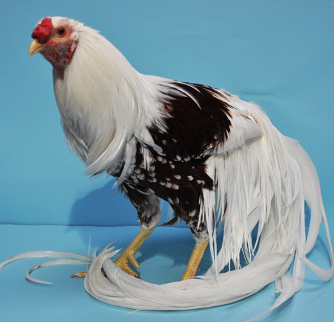 Photos: Welsh Federation Spring Show - Farmers Weekly