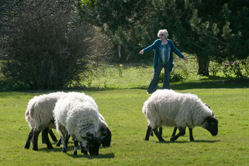 PHOTOS: Lost sheep reclaimed by farmer - Farmers Weekly