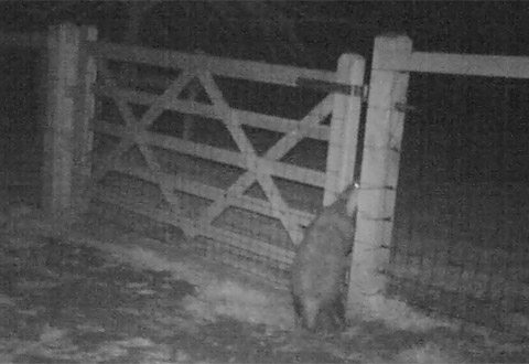 VIDEO: CCTV reveals badgers' attempts to get to cattle feed - Farmers ...